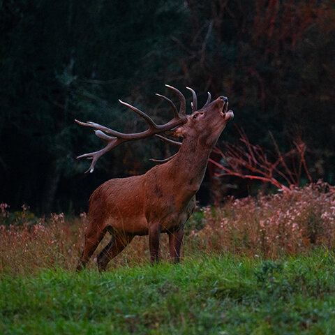 TRICO PRO (Deer, Elk, Moose Repellent) - Kwizda Inc